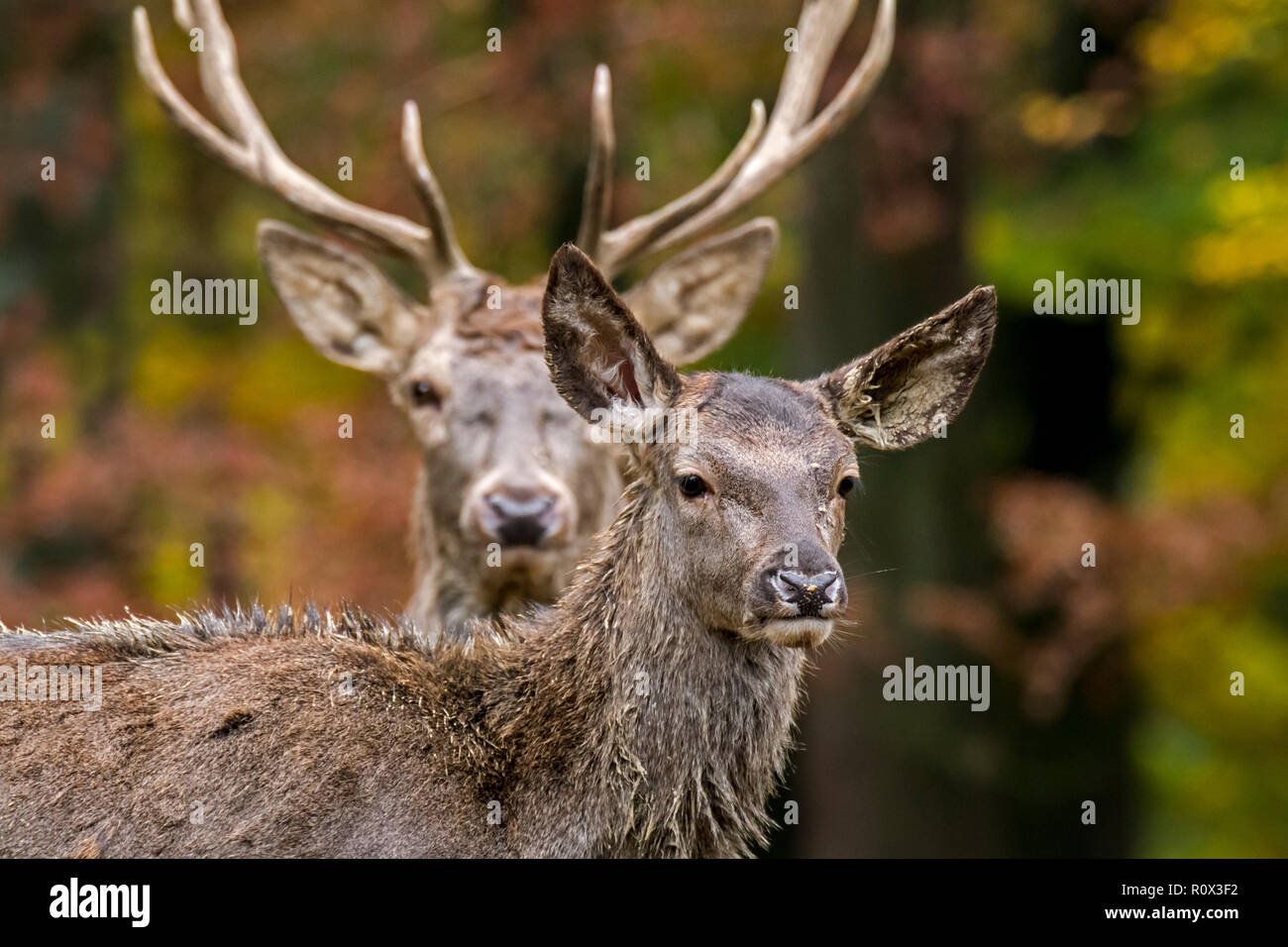 Red deer (Cervus elaphus) female / hind and stag / male in autumn ...