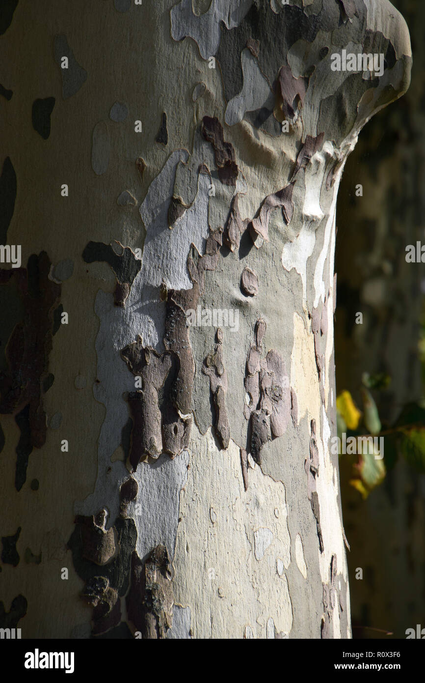 close-up view of the bark of an old plane tree, multi colored platanus ...