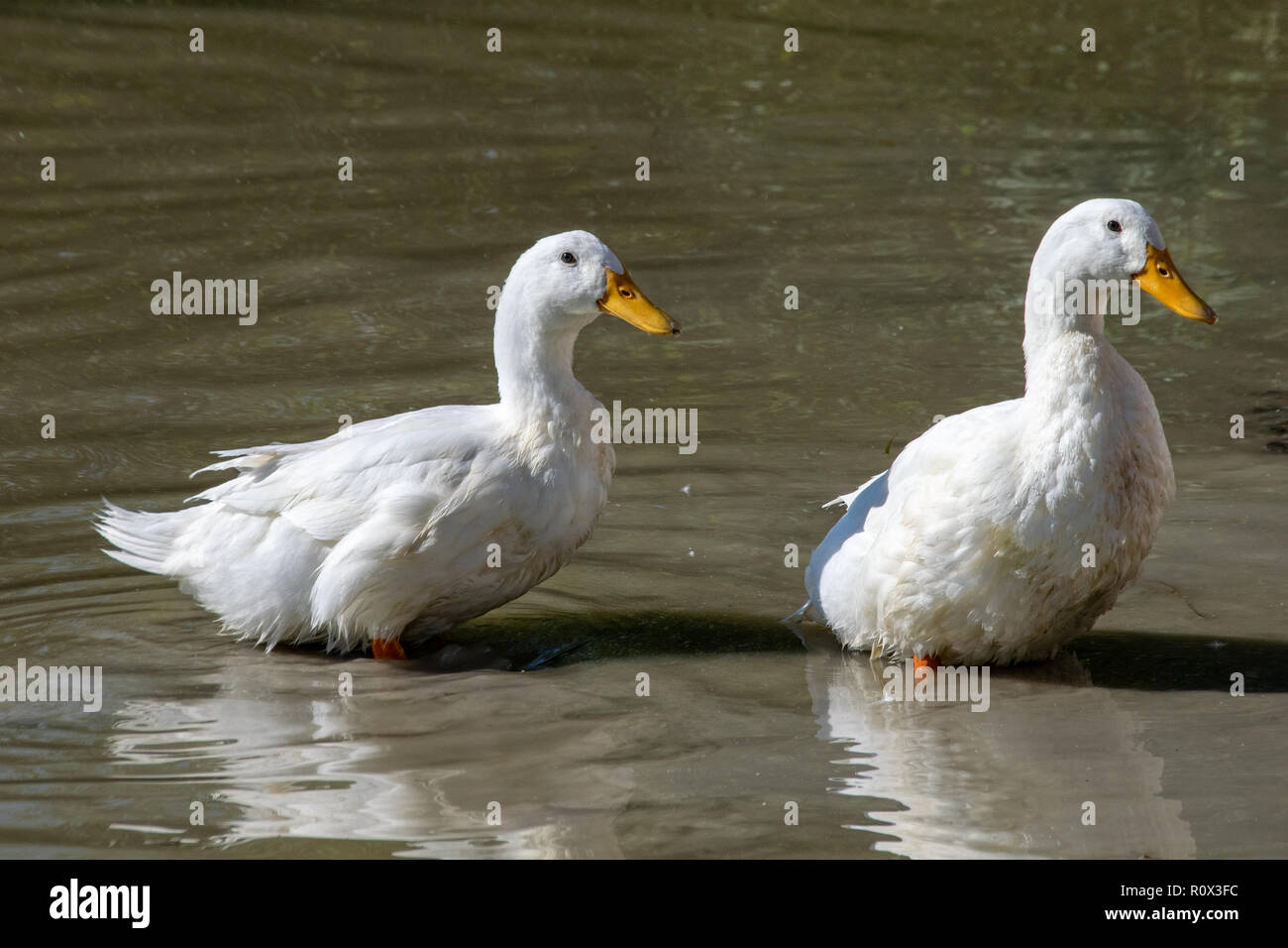 Pair large heavy white Pekin / Aylesbury ducks Stock Photo - Alamy