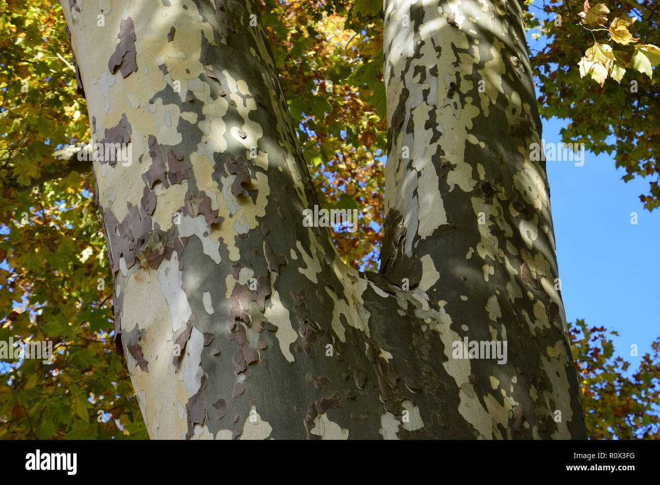 Multi stem tree trunk hi-res stock photography and images - Alamy