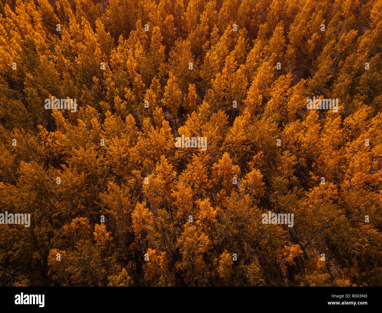Autumn season forest scenery from drone point of view, beautiful golden ...