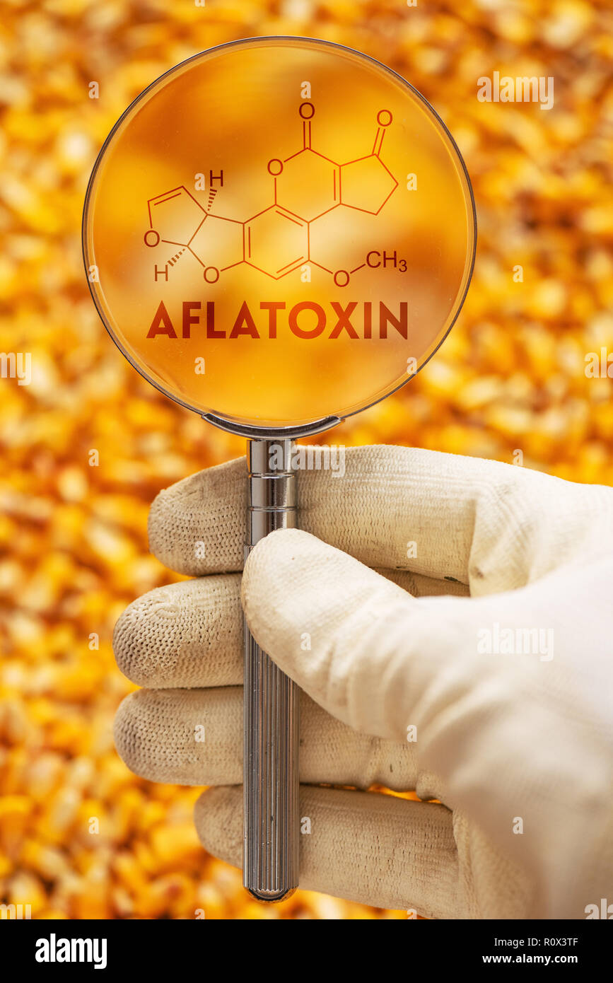 Aflatoxin poisonous carcinogens in harvested corn kernels detected by ...