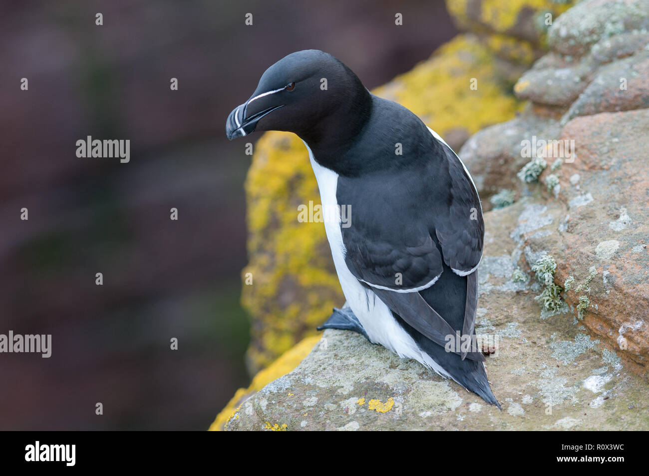Razorbill (Alca torda) on Handa Island, Scotland Stock Photo - Alamy
