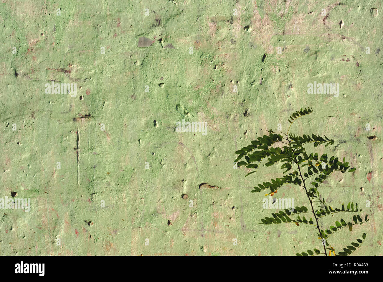 Black locust tree hi-res stock photography and images - Alamy