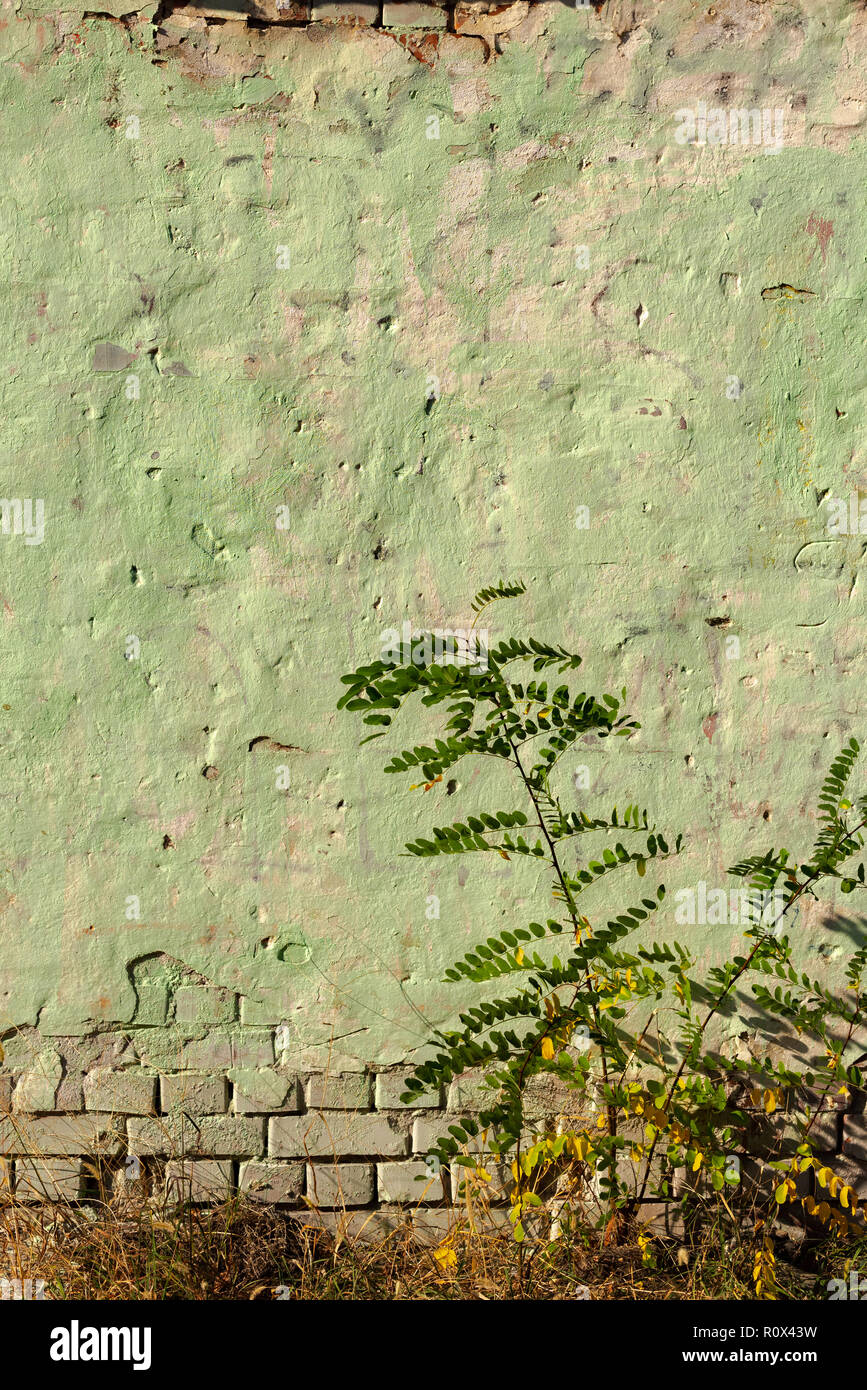 Black locust tree hi-res stock photography and images - Alamy