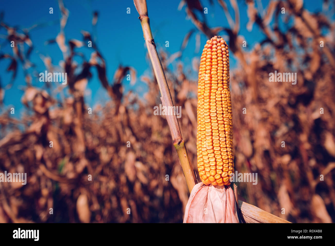 Corn on the cob in cultivated field Stock Photo - Alamy