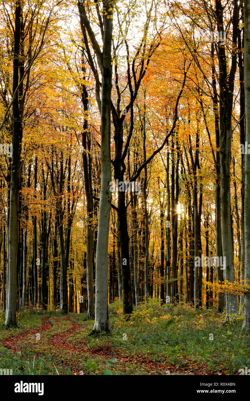 Afternoon Autumn sunlight in November shining through beech trees next ...