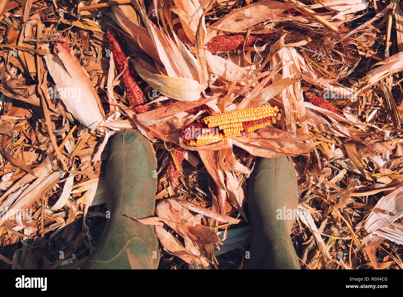 Ground gleaner hi-res stock photography and images - Alamy