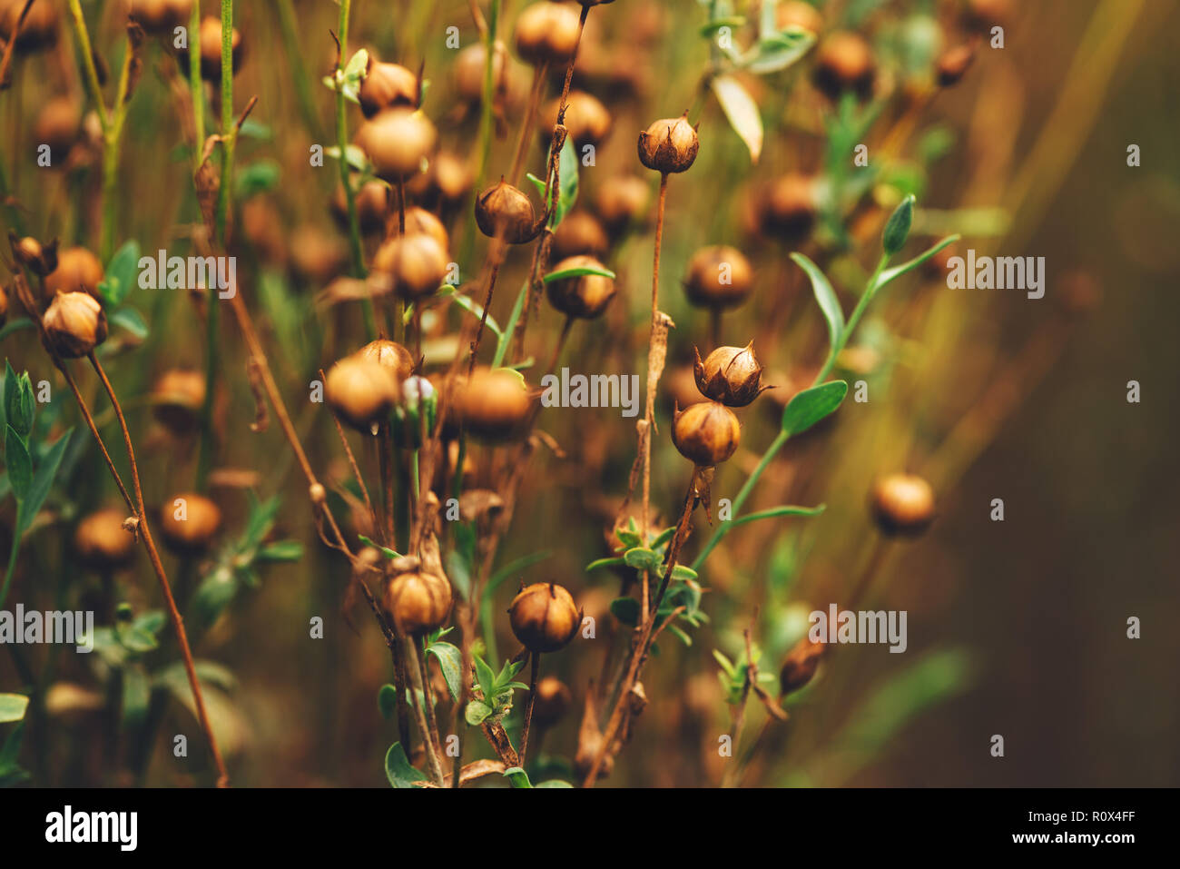 Common flax or linseed (Linum usitatissimum) capsules ripening in ...