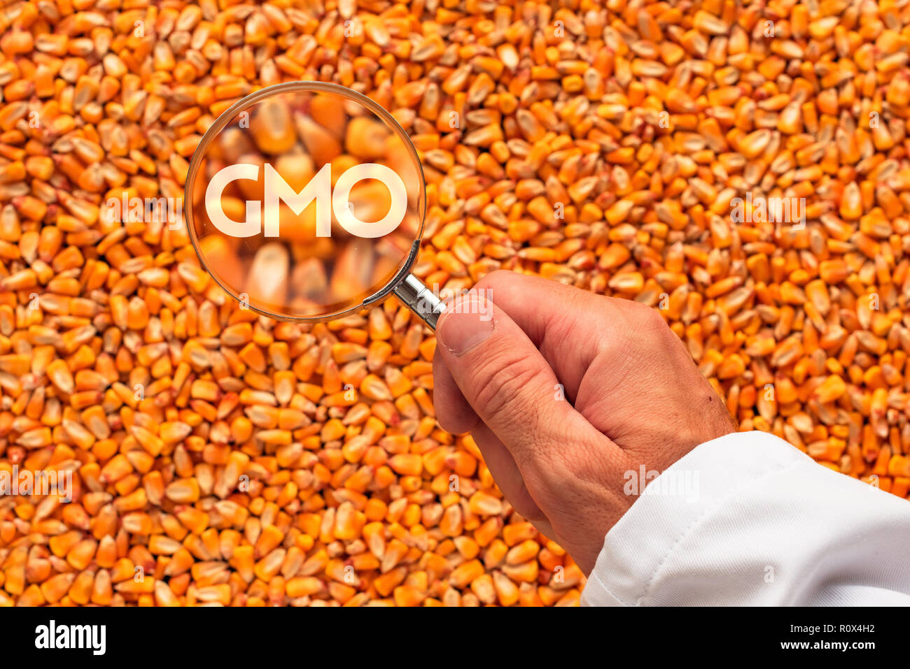 Scientist inspecting corn seed for GMO with magnifying glass Stock ...