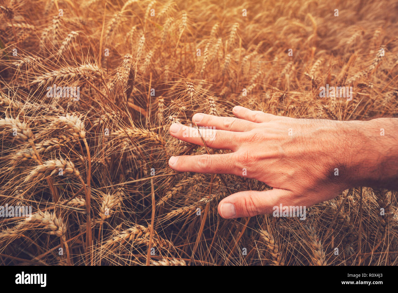 Wheat grains are ready for harvest, farm worker is gently touching the ...