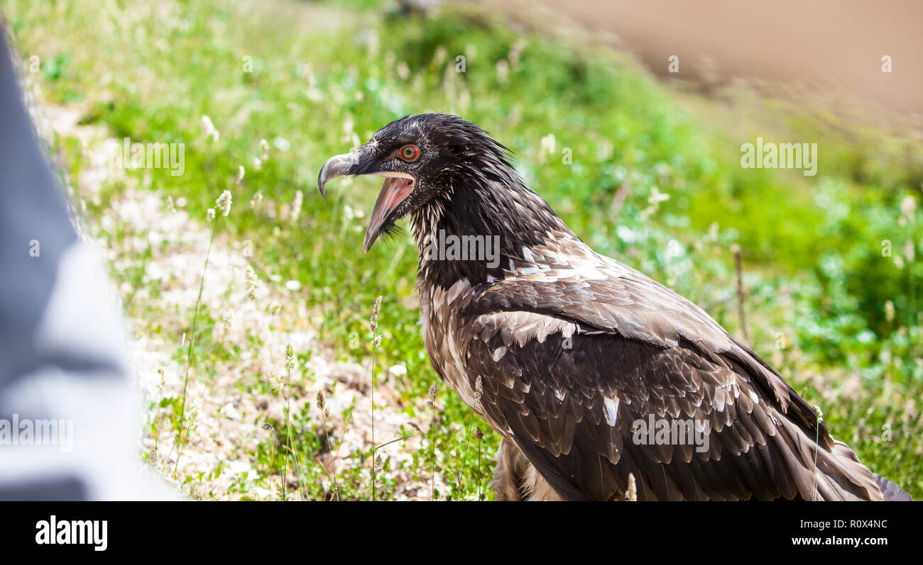 Bearded Vulture Bone Breaker Stock Photo - Alamy