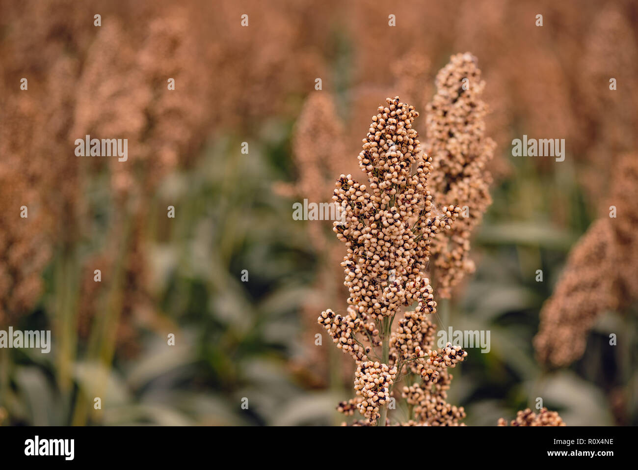 Sorghum, flowering plant is cultivated and grown for grains Stock Photo ...