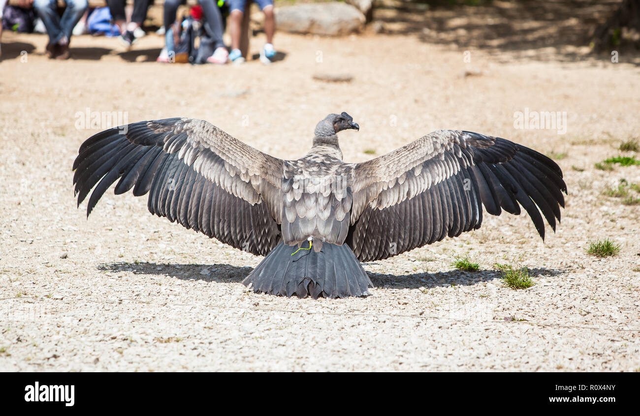 Andean Condor Ecuador High Resolution Stock Photography and Images - Alamy