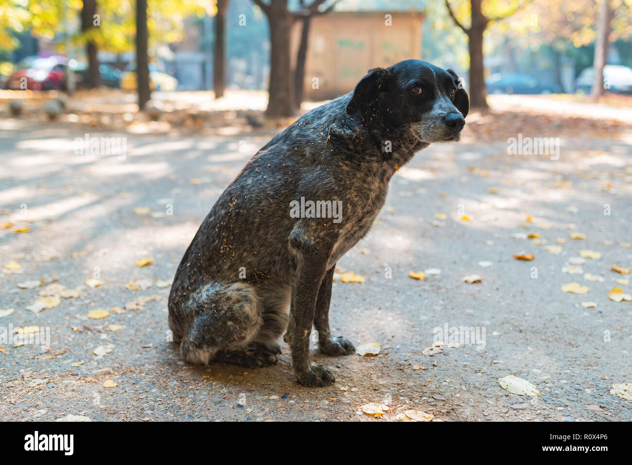 Old stray dog portrait, animal posing on the street Stock Photo - Alamy