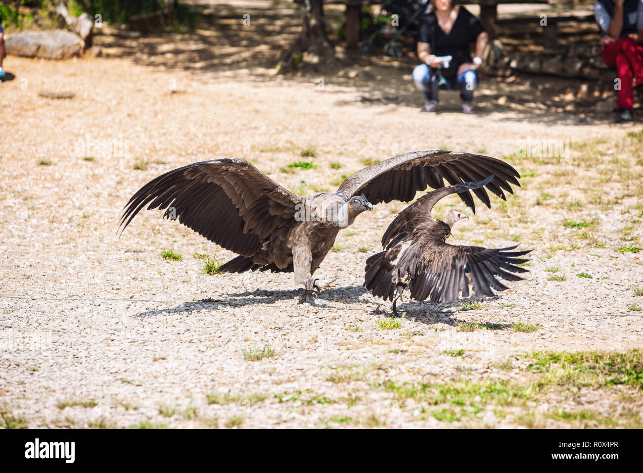 Andean Condor Ecuador High Resolution Stock Photography and Images - Alamy