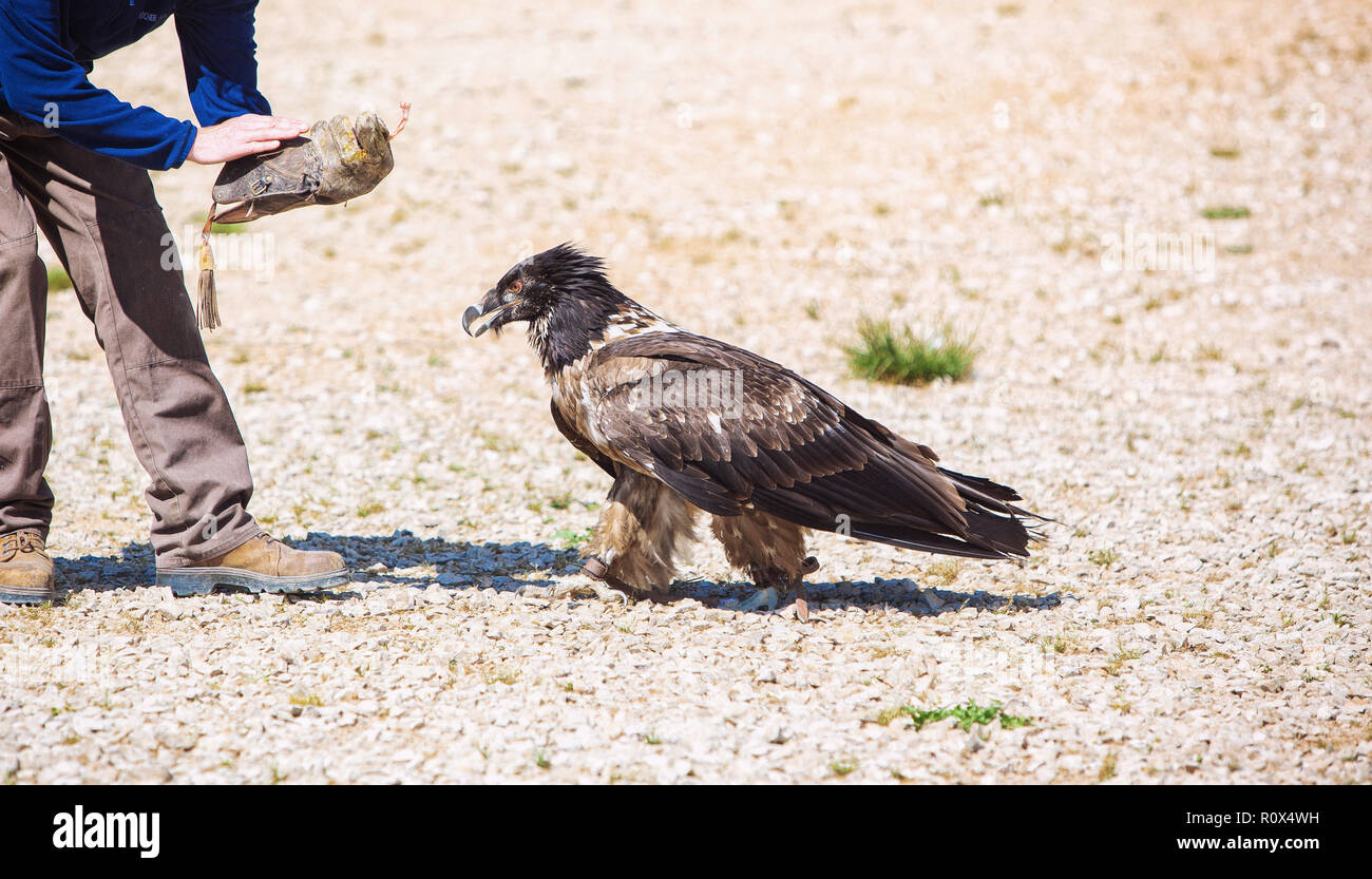 Bearded Vulture Bone Breaker Stock Photo - Alamy