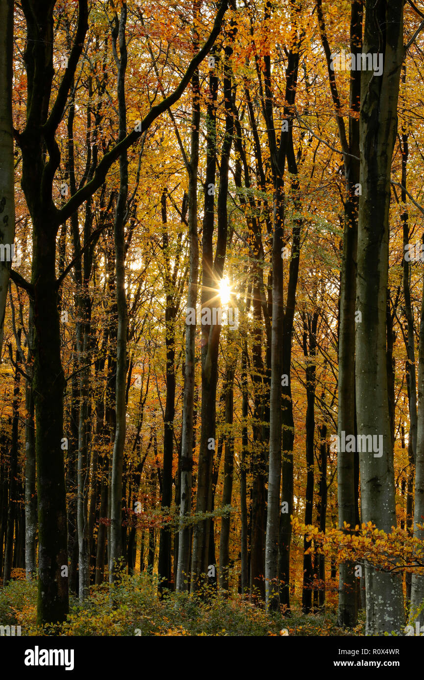Afternoon Autumn sunlight in November shining through beech trees and ...