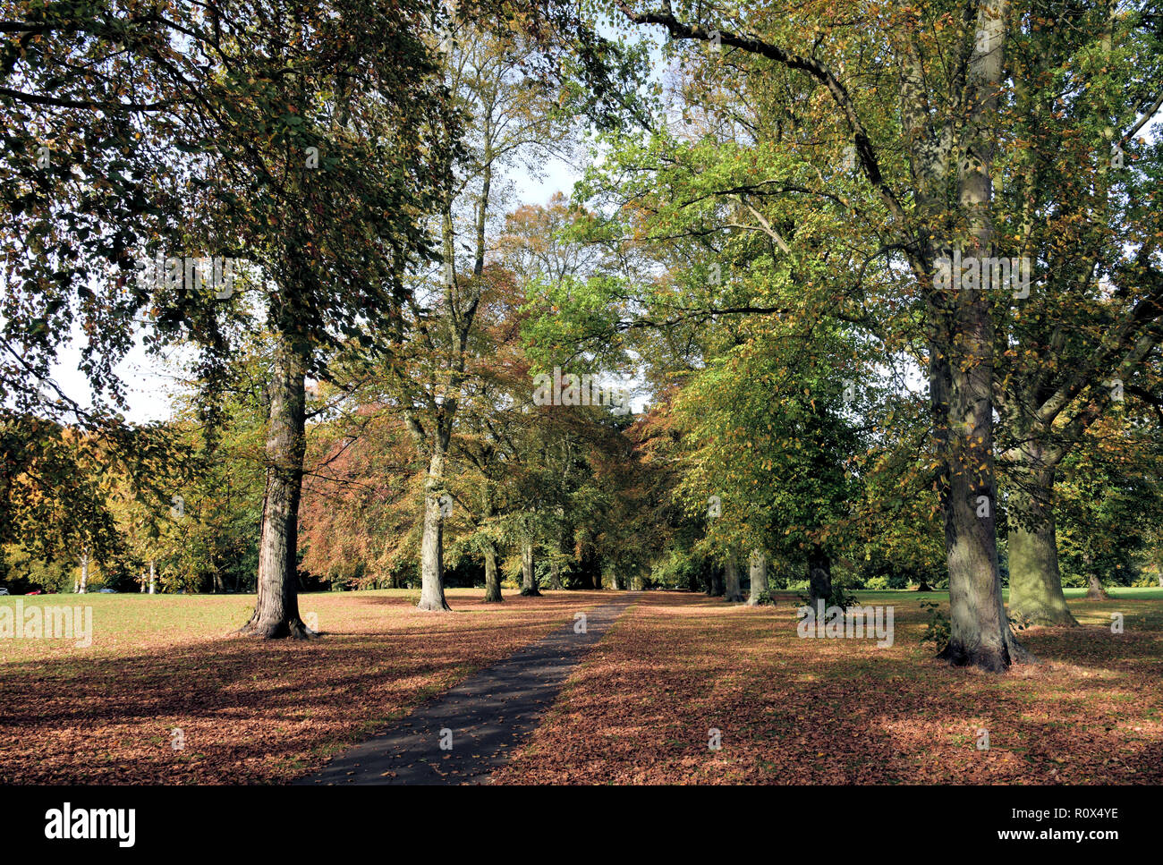 Abington park northampton trees hi-res stock photography and images - Alamy