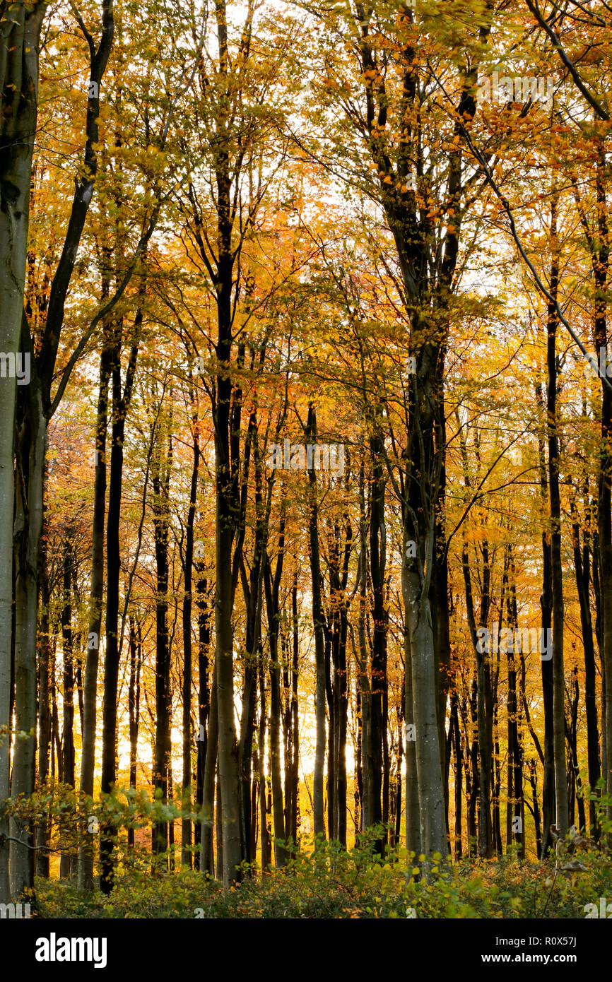 Afternoon Autumn sunlight in November shining through beech trees and ...