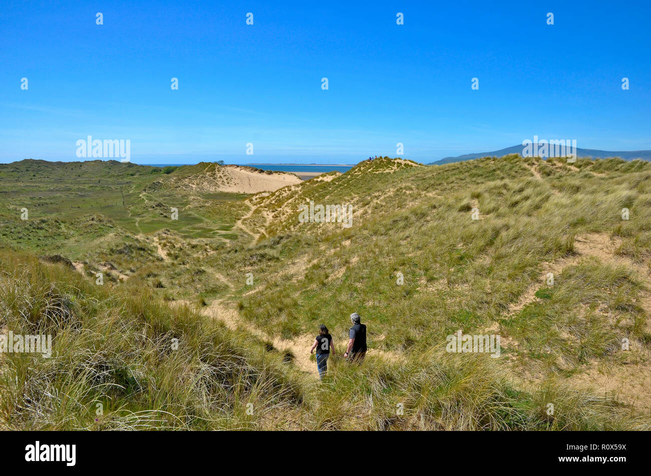 Sandscale haws and natterjack toads hi-res stock photography and images ...
