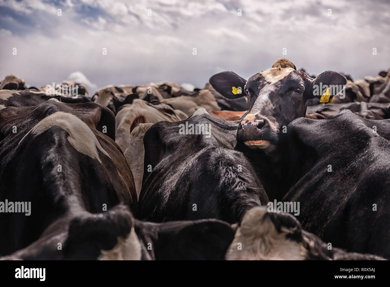 Crowd of cows hi-res stock photography and images - Alamy