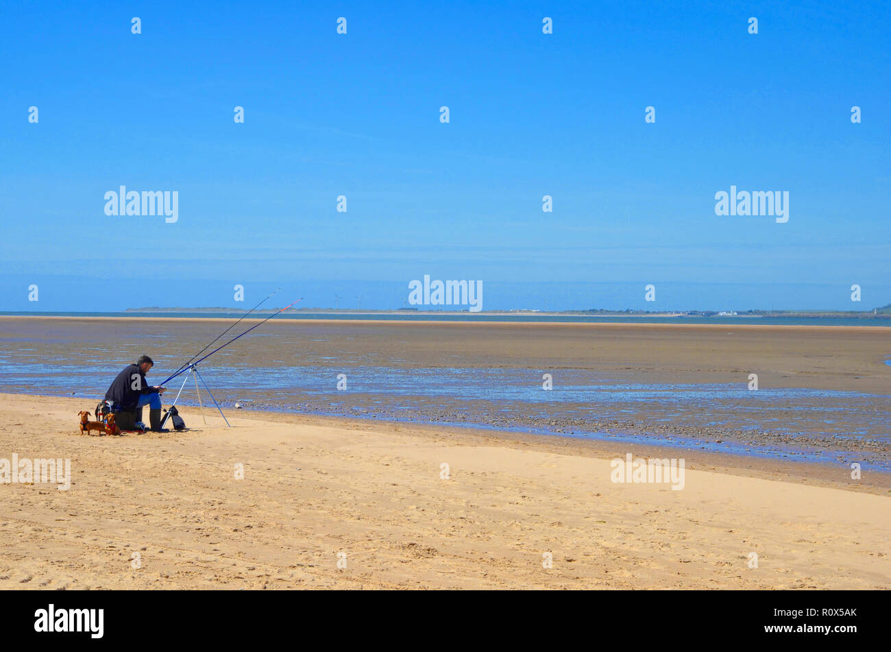 Sandscale haws and natterjack toads hi-res stock photography and images ...