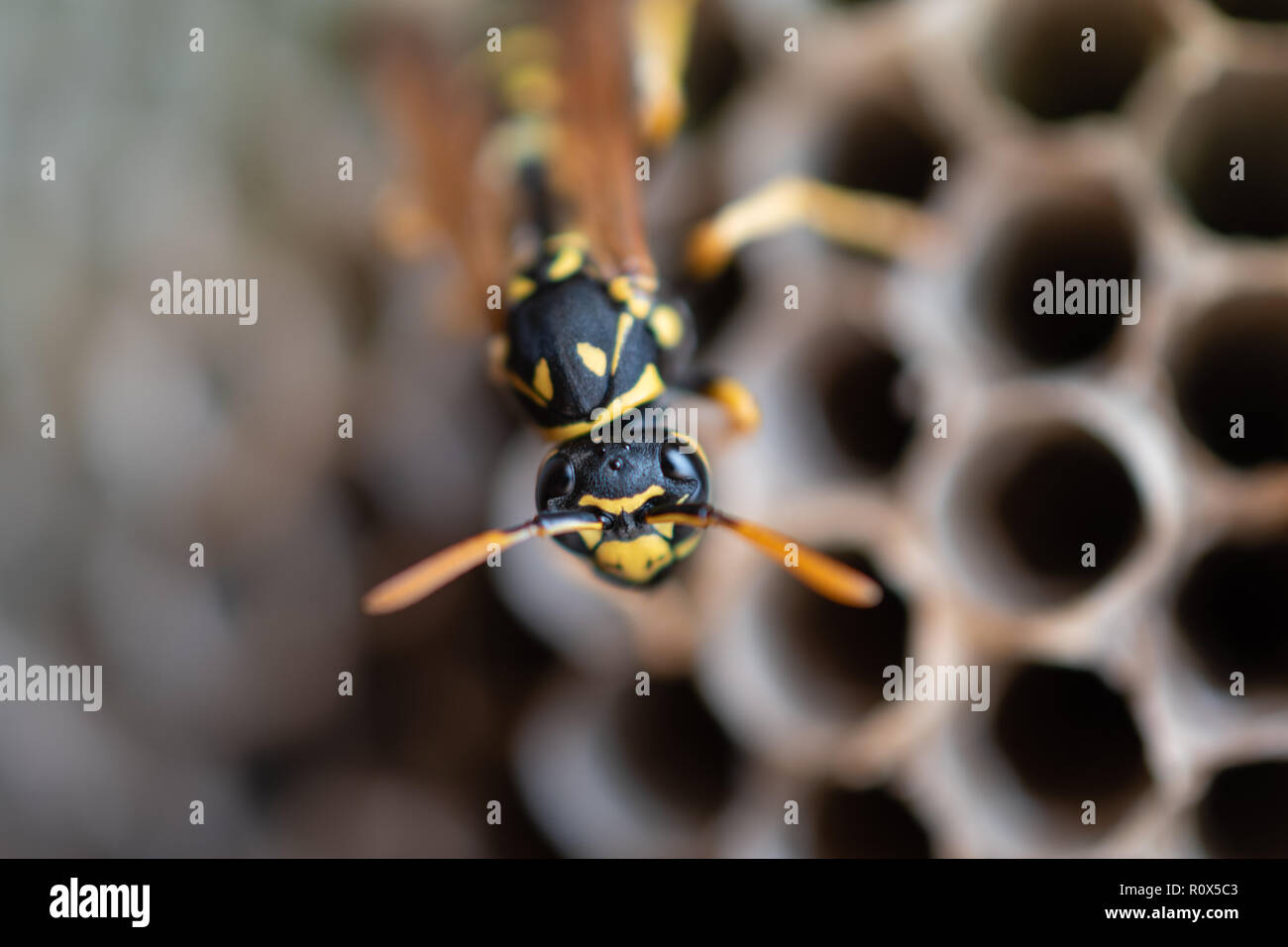 Wasp in the vaspiary Stock Photo - Alamy