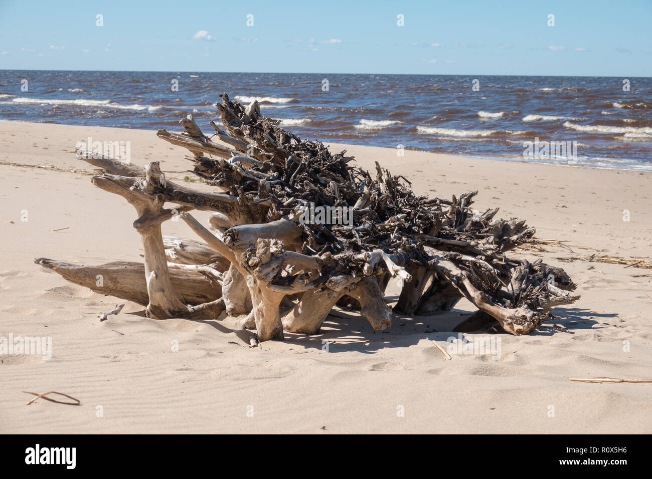 Dried tree roots hi-res stock photography and images - Alamy