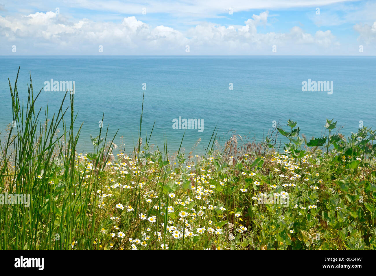 Beach daisies hi-res stock photography and images - Alamy
