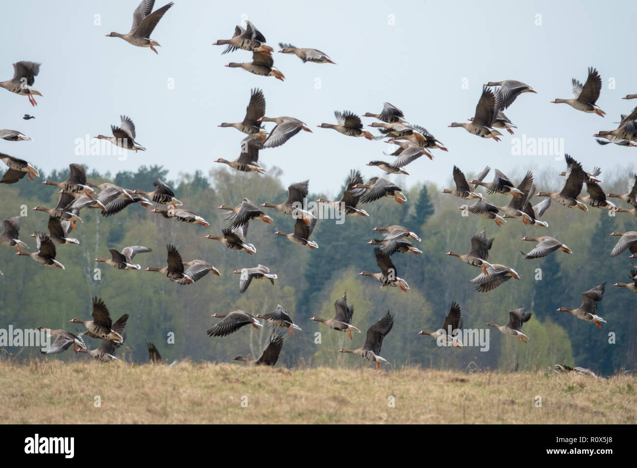 Flock of geese Stock Photo - Alamy