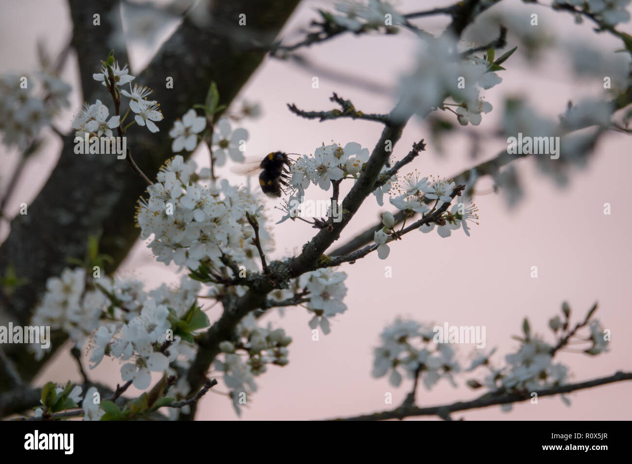 Beautiful pink flowers in evening hi-res stock photography and images ...