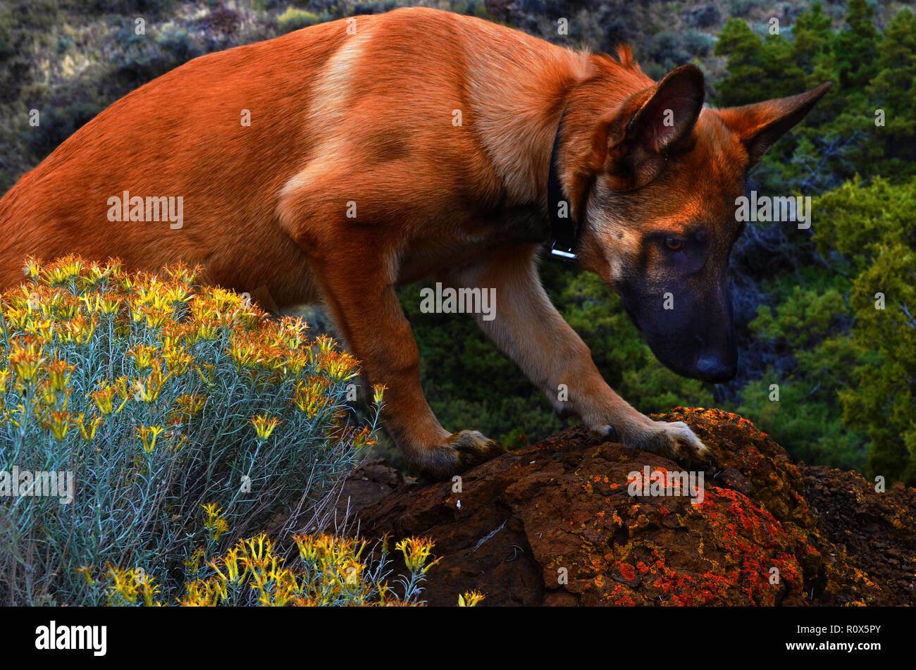 Adventure pets hi-res stock photography and images - Alamy