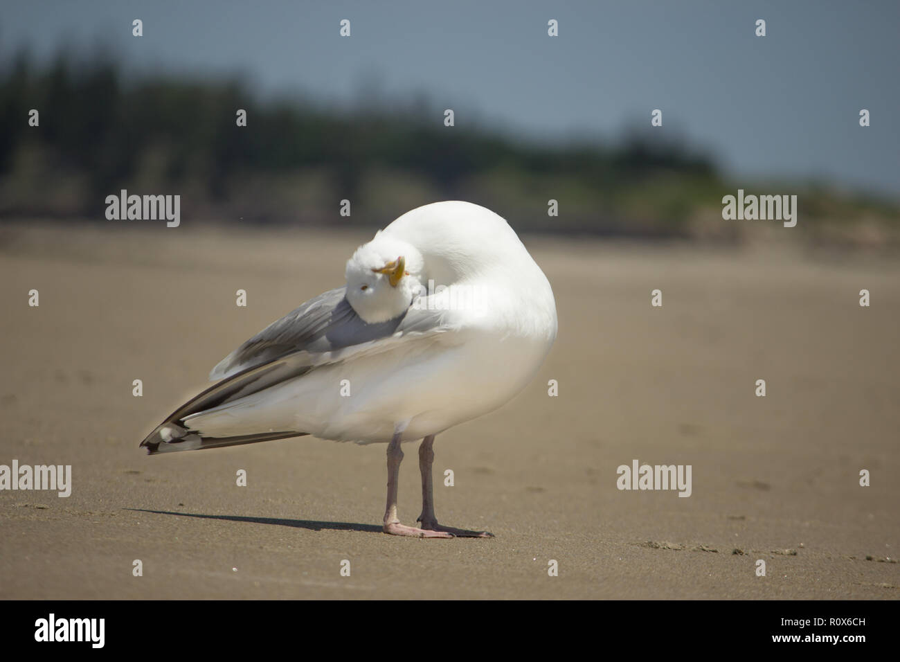 Silly gull hi-res stock photography and images - Alamy