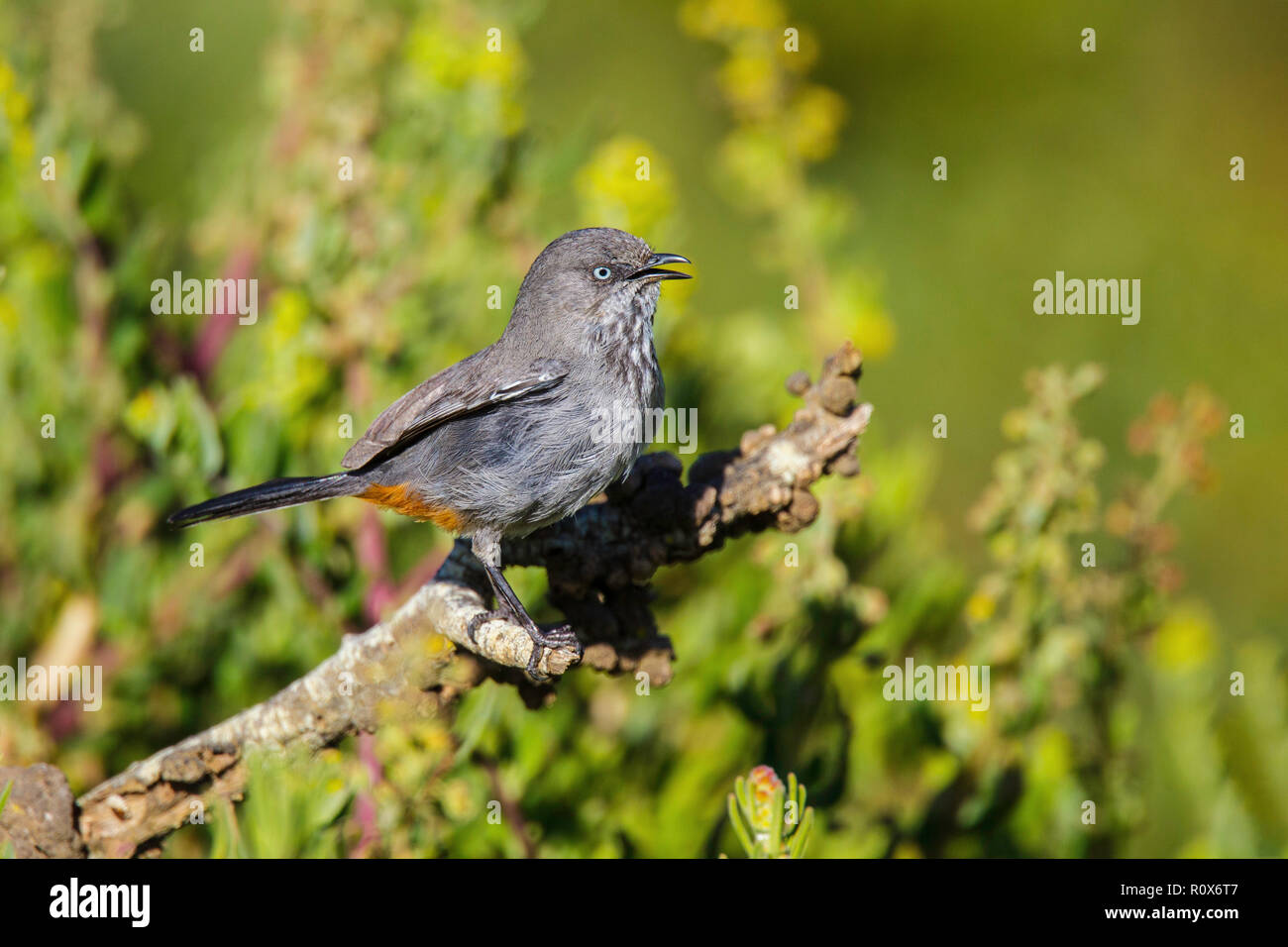 Chestnut-vented Warbler Sylvia subcoerulea near Darling, Western Cape ...