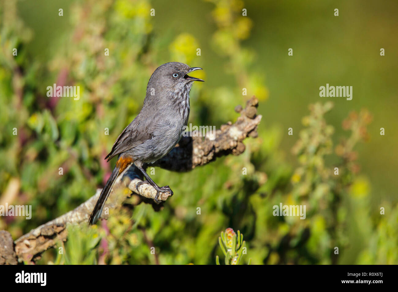 Sylviidae hi-res stock photography and images - Alamy