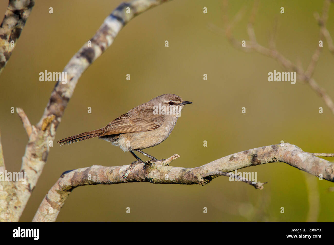 Karoo Robin High Resolution Stock Photography and Images - Alamy
