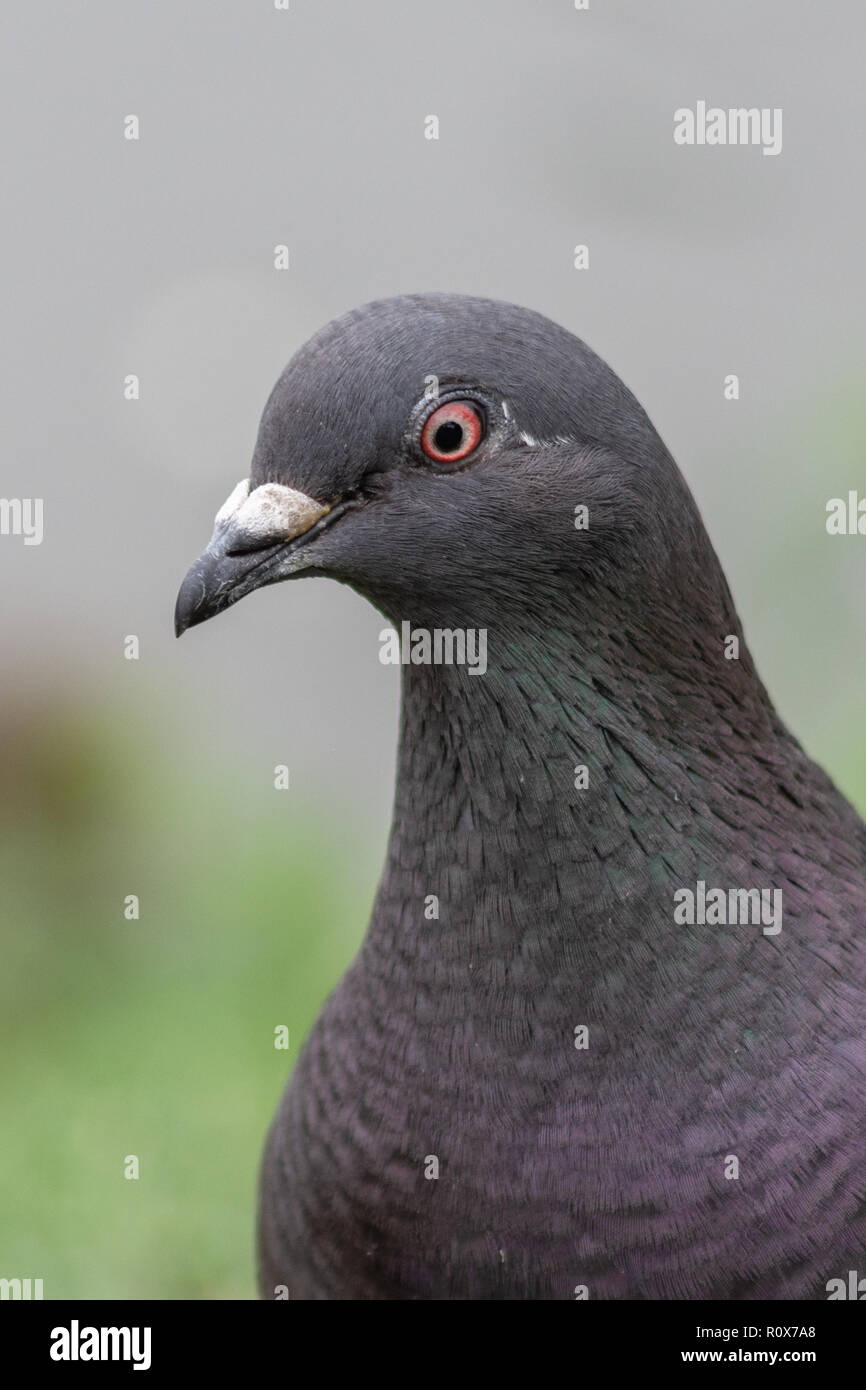 Pinky purple hi-res stock photography and images - Alamy