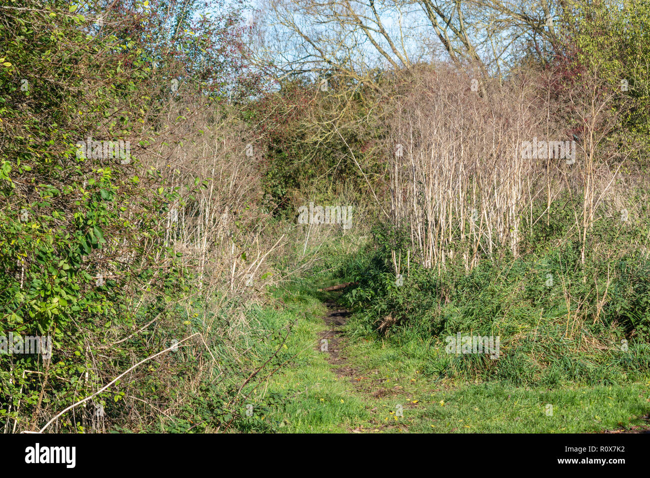 Trodden hi-res stock photography and images - Alamy