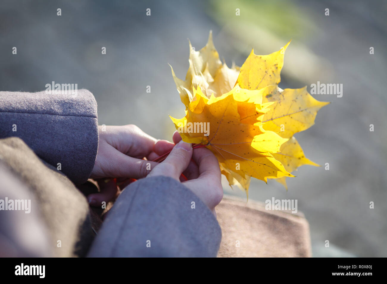 Autumn leaves in girl hands Stock Photo - Alamy