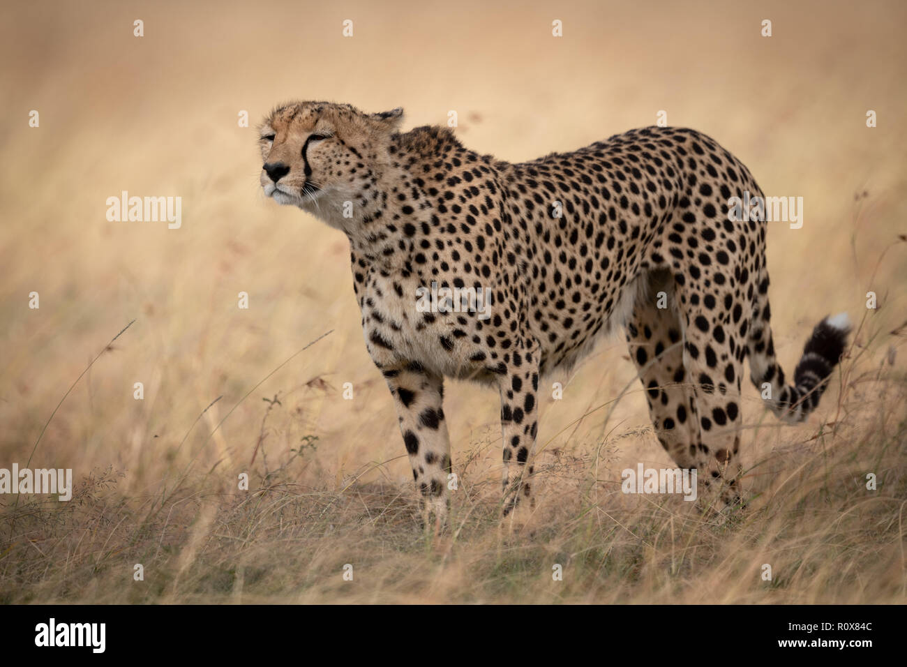 Cheetah stands sniffing wind in long grass Stock Photo - Alamy