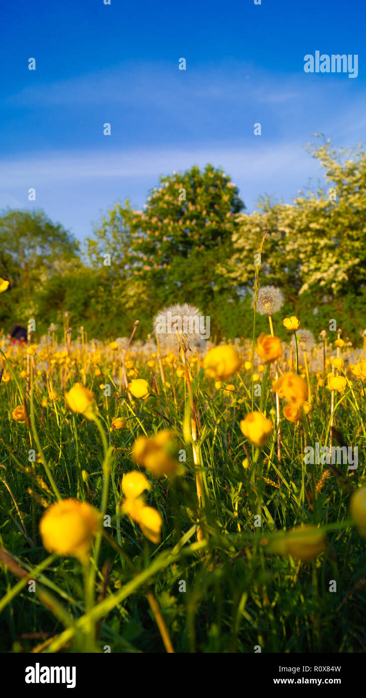 Butter Cup Fields with Danelions and Seeds on summers day - floral ...