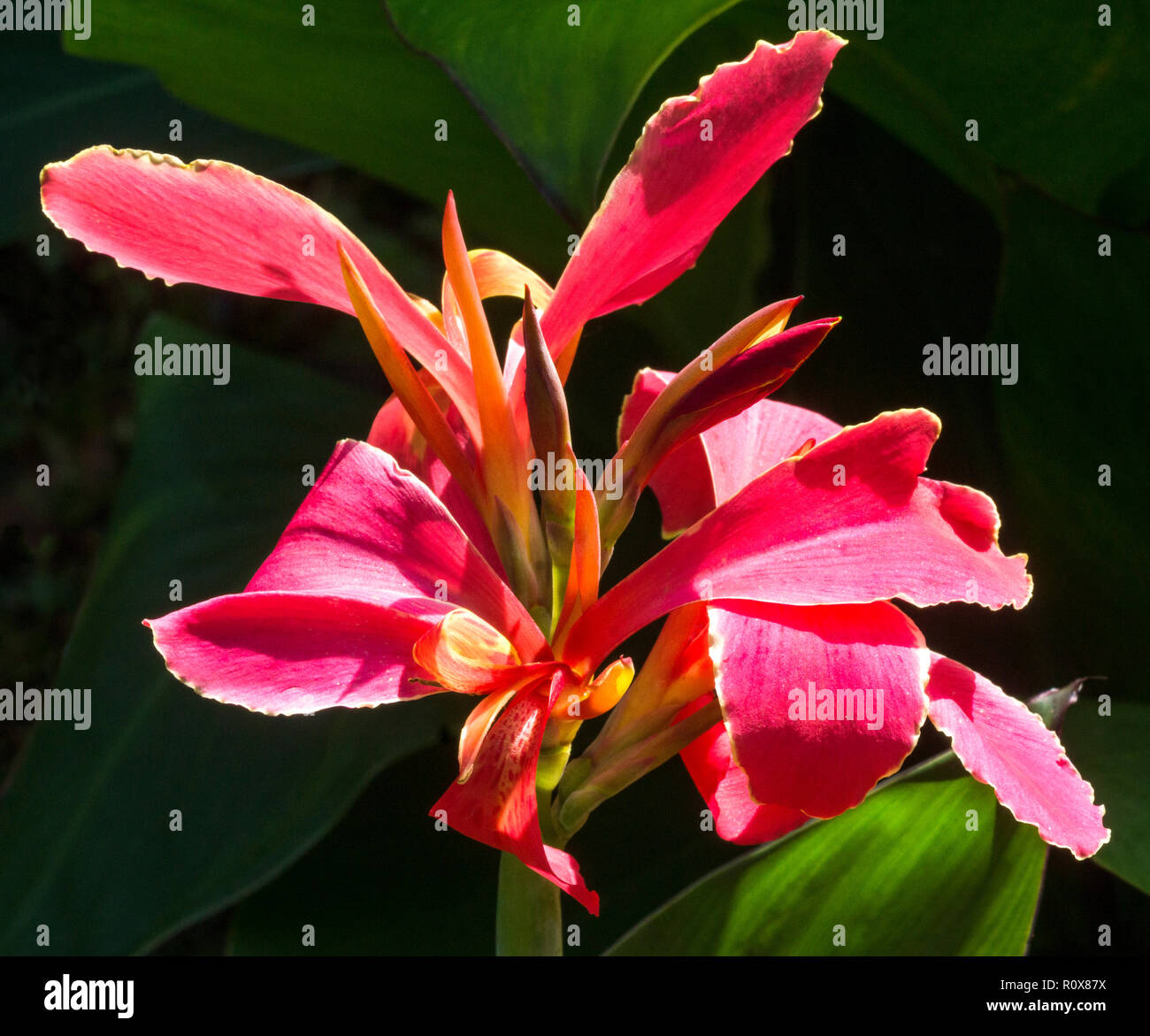 Canna x generalis lucifer hi-res stock photography and images - Alamy