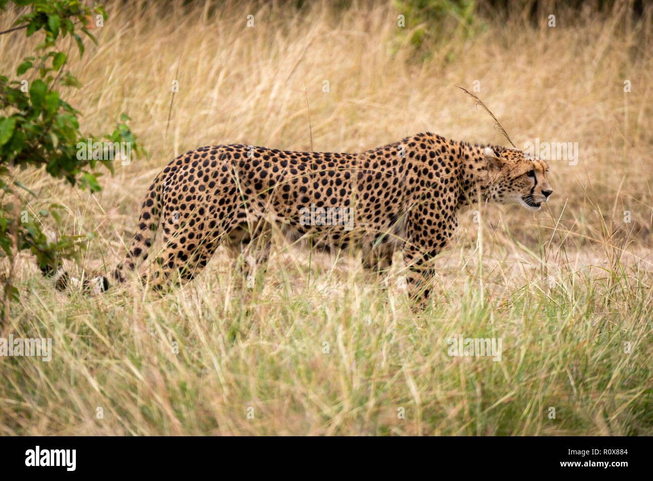 Cheetah stands with lowered head in grass Stock Photo - Alamy
