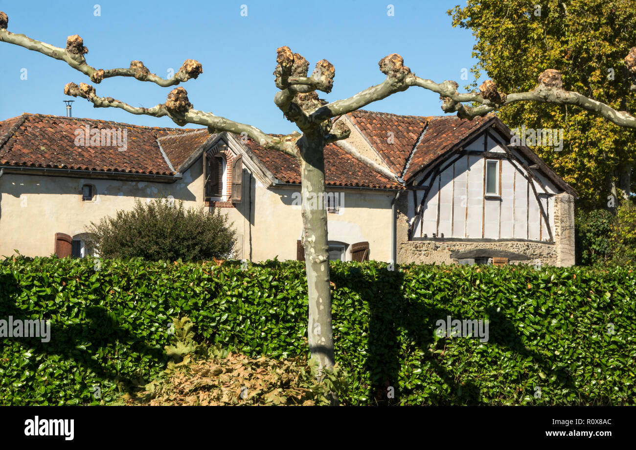 Recently pollarded London Plane tree (Platanus x acerifolia).in ...