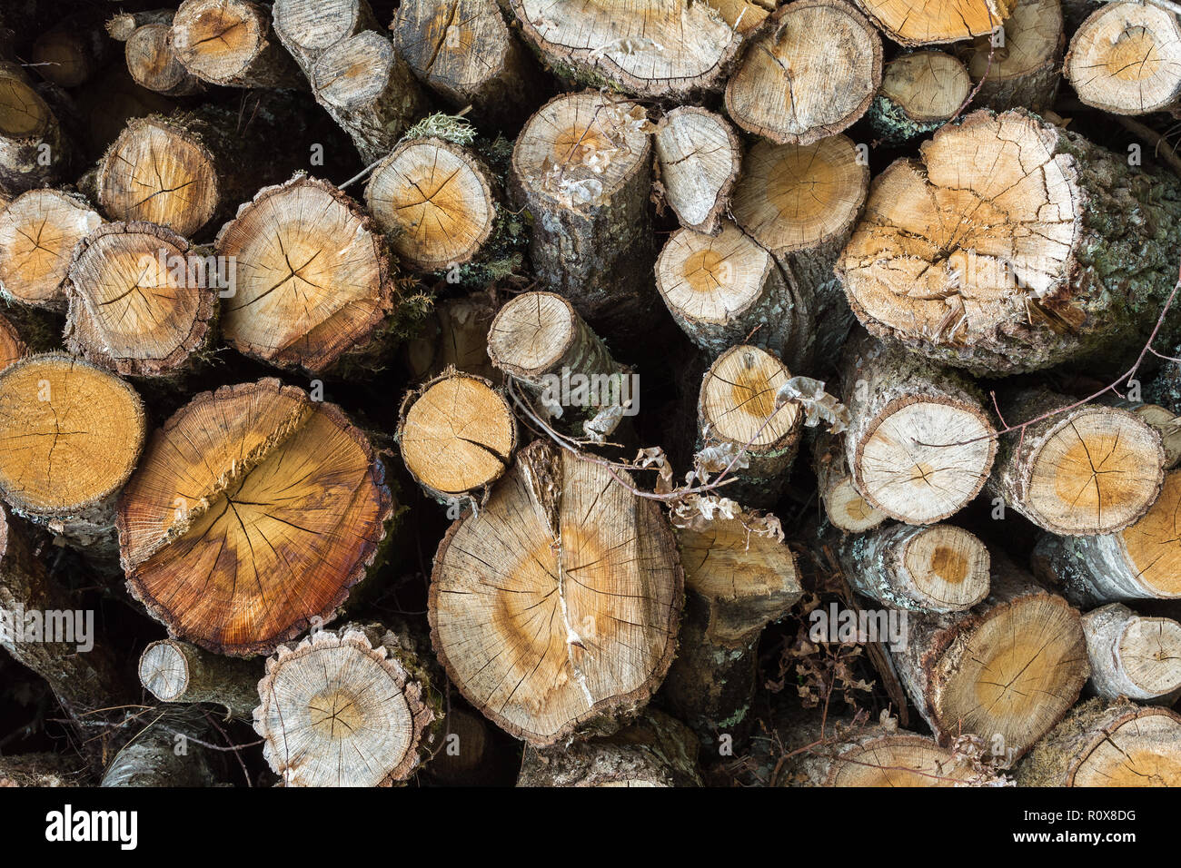 Stacked sawn wooden logs. Background with copyspace Stock Photo - Alamy