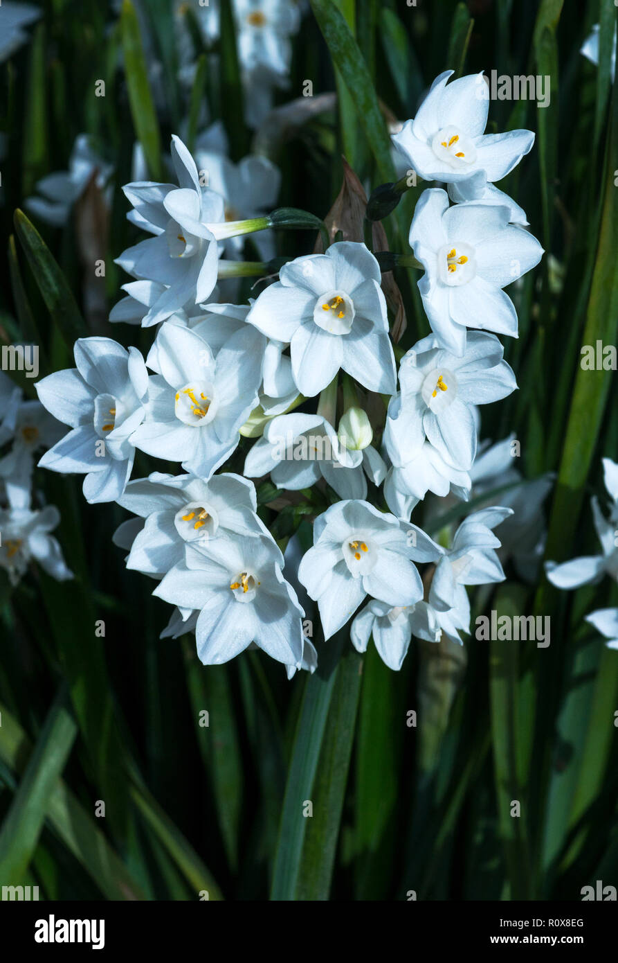 Multi headed daffodils hi-res stock photography and images - Alamy