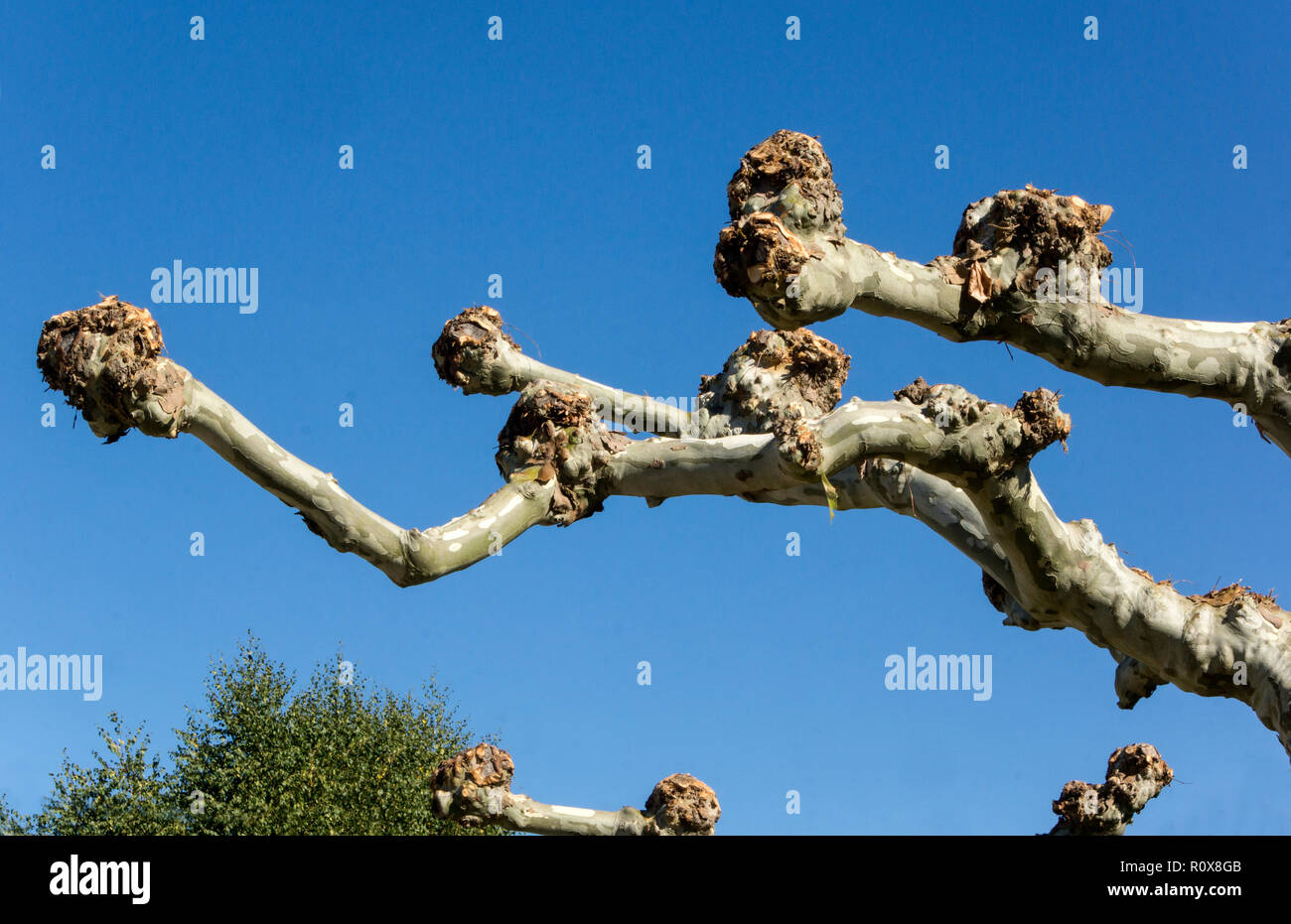 Pruning of pollarded hi-res stock photography and images - Alamy