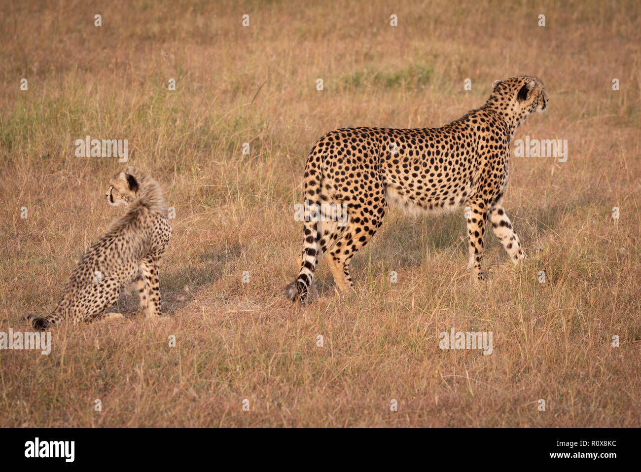 Cheetah walking away from cub looking back Stock Photo - Alamy