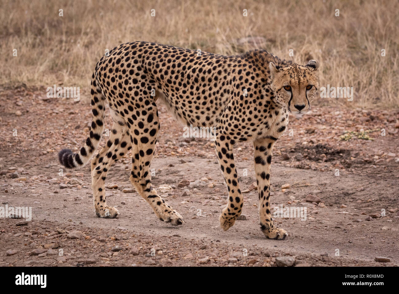 Cheetah walking on rocky track in savannah Stock Photo - Alamy